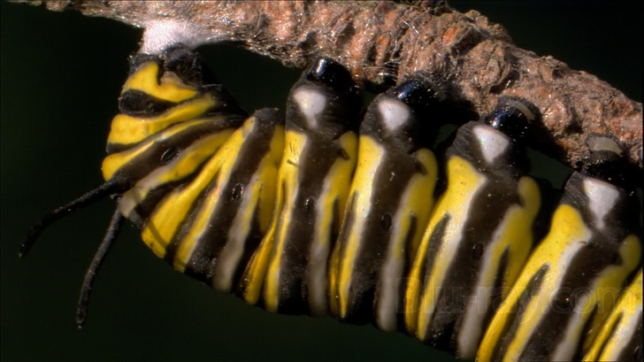 NOVA: Incredible Journey of the Butterflies Blu-ray