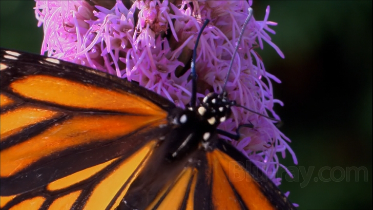 NOVA: Incredible Journey of the Butterflies Blu-ray